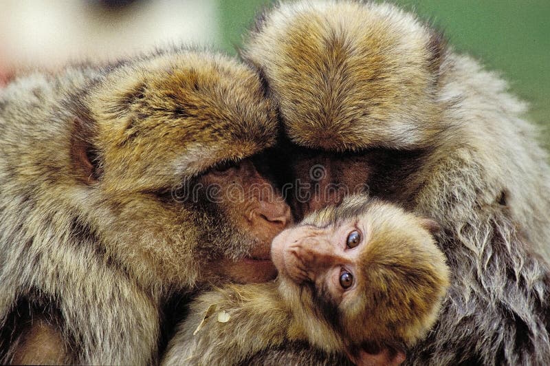 Barbary Macaque, Macaca Sylvana, Group Grooming Stock Photo - Image of ...