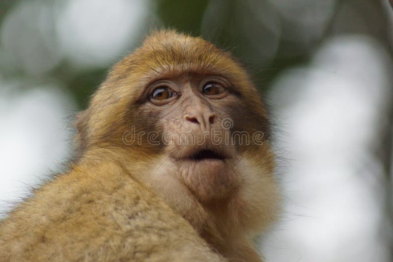 Barbary Macaque - Macaca Sylvanus Stock Photo - Image of character ...