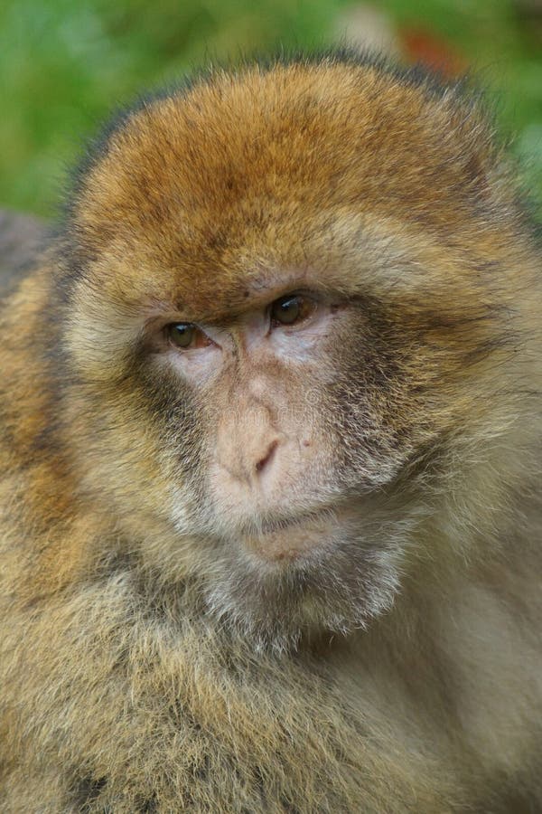 Barbary Macaque - Macaca Sylvanus Stock Image - Image of furry, nature ...