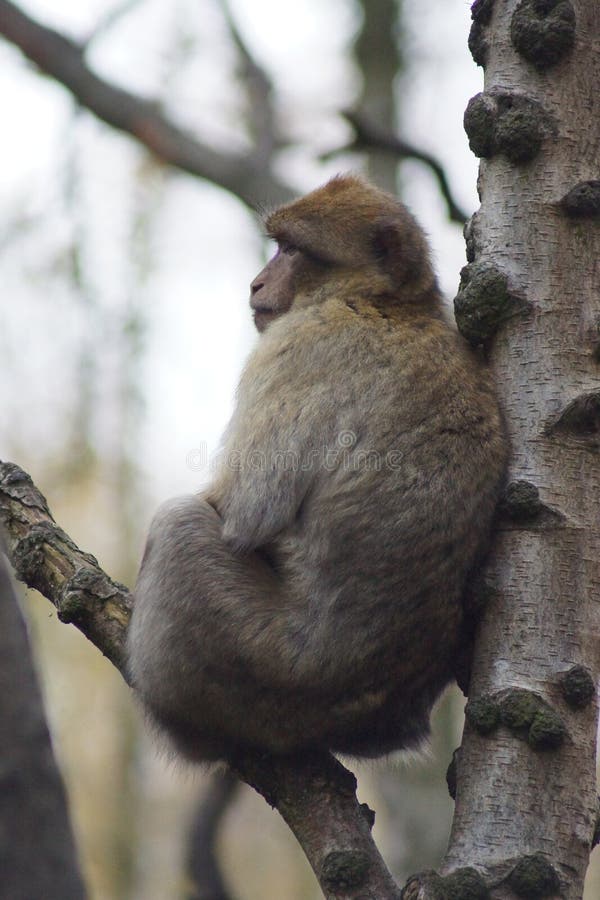 Barbary Macaque - Macaca Sylvanus Stock Image - Image of mammal ...