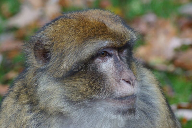Barbary Macaque - Macaca Sylvanus Stock Image - Image of cute, european ...