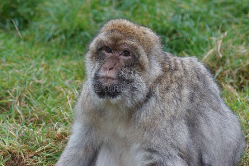 Barbary Macaque - Macaca Sylvanus Stock Photo - Image of animalia ...