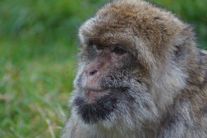 Barbary Macaque - Macaca Sylvanus Stock Image - Image of personality ...