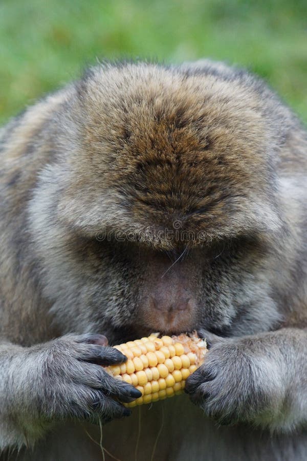 Barbary Macaque - Macaca Sylvanus Stock Photo - Image of ginger, cheeky ...