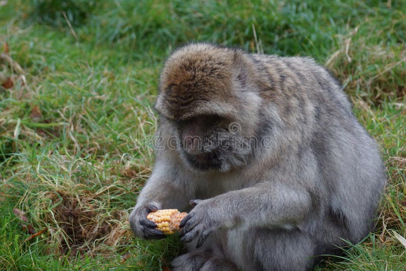 Barbary Macaque - Macaca Sylvanus Stock Image - Image of eating ...