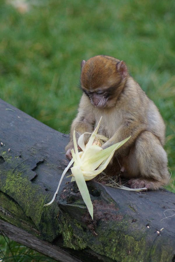 Barbary Macaque - Macaca Sylvanus Stock Photo - Image of animal, fluffy ...