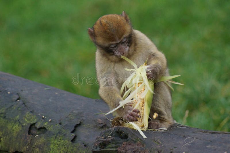 Barbary Macaque - Macaca Sylvanus Stock Photo - Image of eating, green ...
