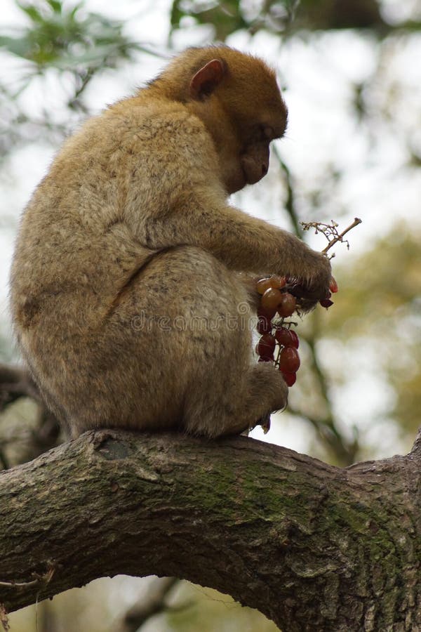 Barbary Macaque - Macaca Sylvanus Stock Image - Image of grooming ...