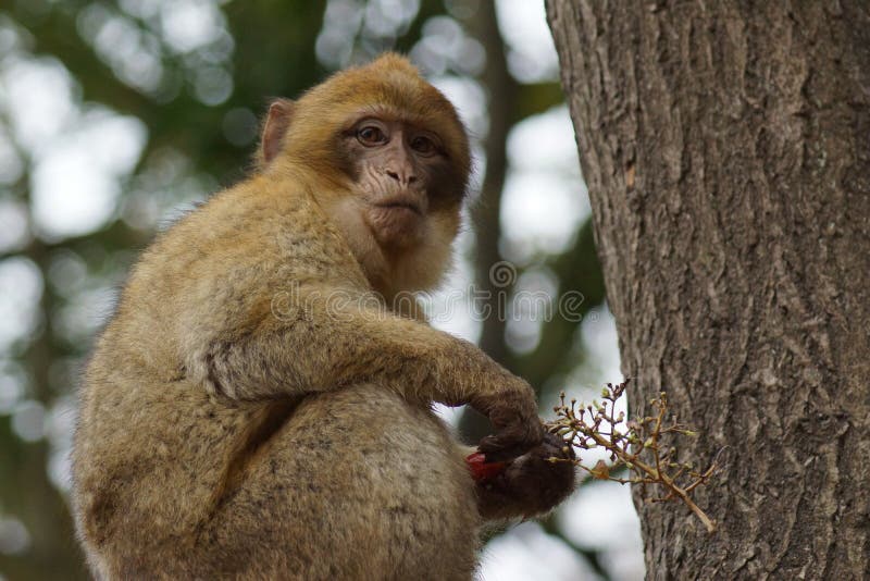 Grapes Macaca Stock Photos - Free & Royalty-Free Stock Photos from ...