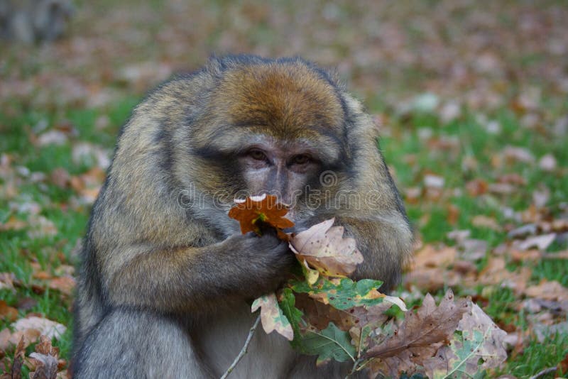 Barbary Macaque - Macaca Sylvanus Stock Photo - Image of leaf, climbing ...