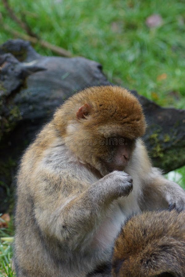 Barbary Macaque - Macaca Sylvanus Stock Image - Image of mammalia ...