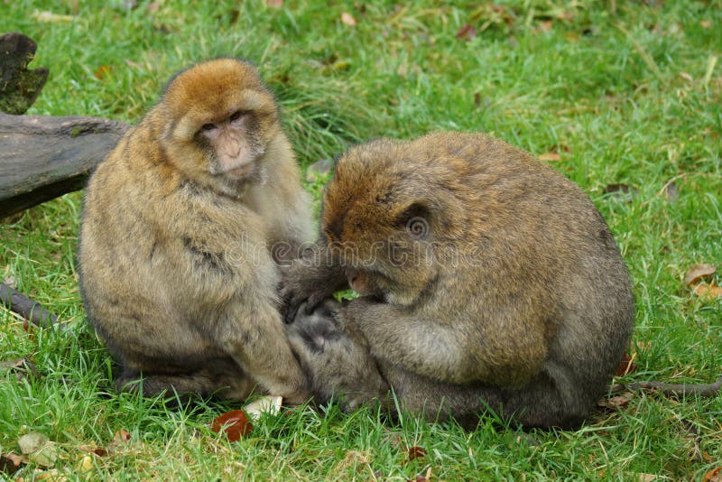 Barbary Macaque - Macaca Sylvanus Stock Image - Image of fluff ...