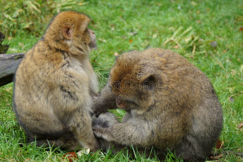 Barbary Macaque - Macaca Sylvanus Stock Photo - Image of couple ...
