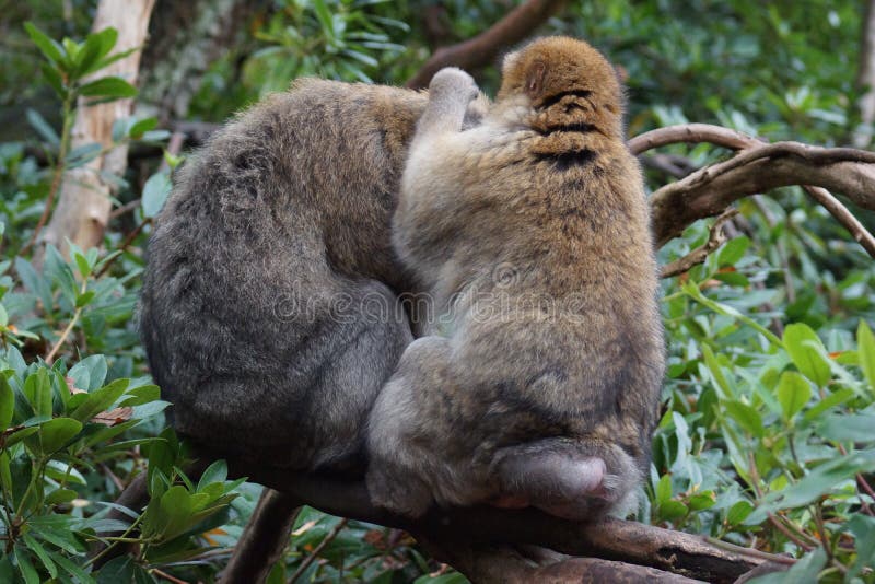 Barbary Macaque - Macaca Sylvanus Stock Photo - Image of cheeky, mammal ...