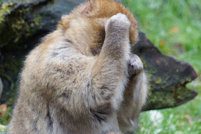 Muscles Macaca Stock Photos - Free & Royalty-Free Stock Photos from ...