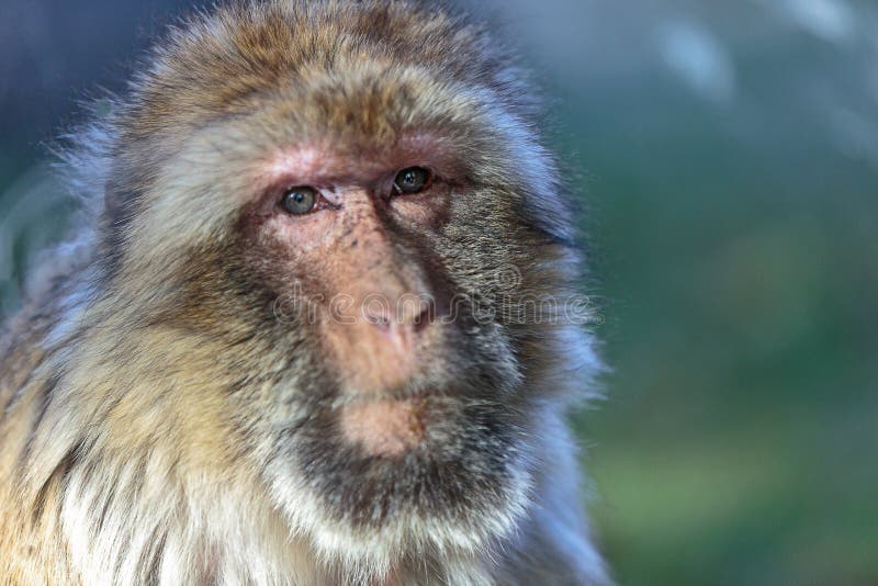 The Smile of the Monkey, the Barbary Macaque Macaca Sylvanus Stock ...