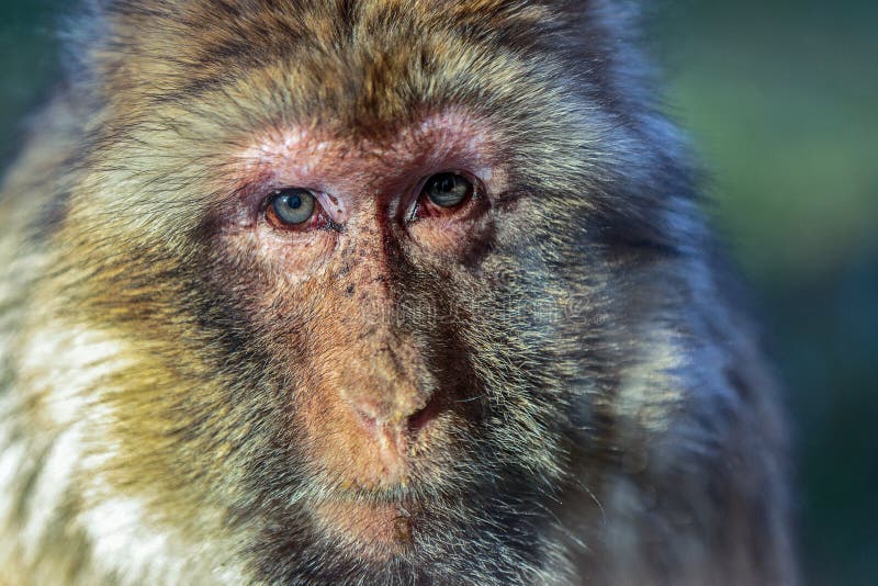 The Smile of the Monkey, the Barbary Macaque Macaca Sylvanus Stock ...