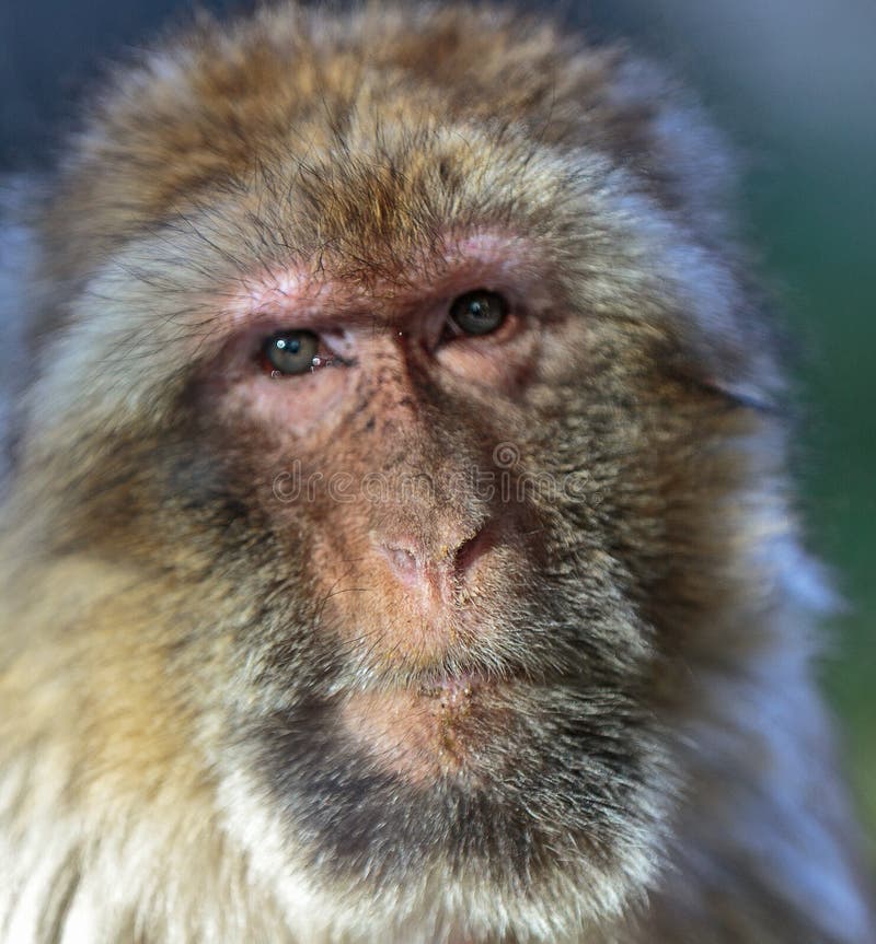 The Smile of the Monkey, the Barbary Macaque Macaca Sylvanus Stock ...