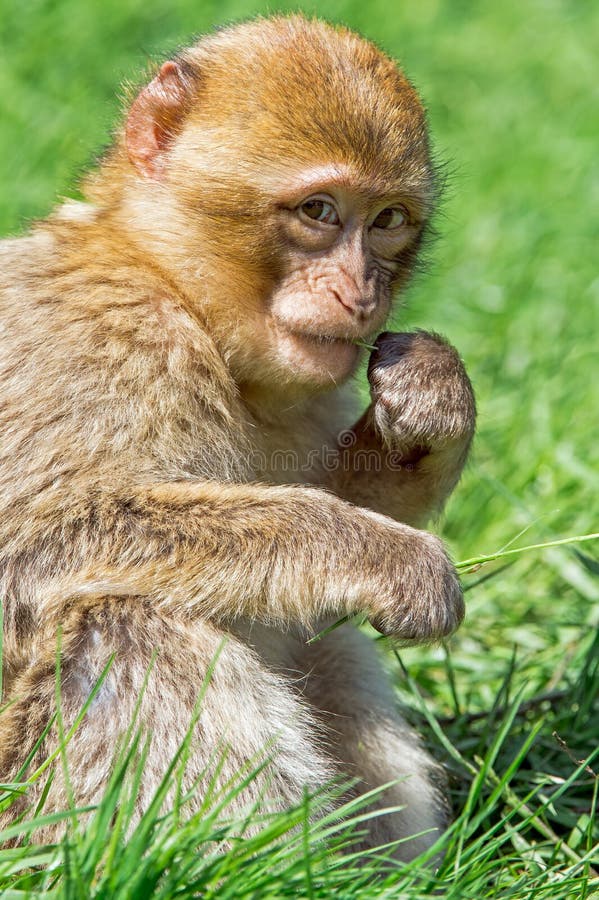 Barbary Macaque stock image. Image of large, creature - 42450509