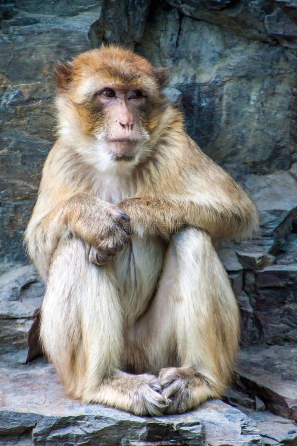 Barbary macaque stock image. Image of mammal, monkey - 41559439