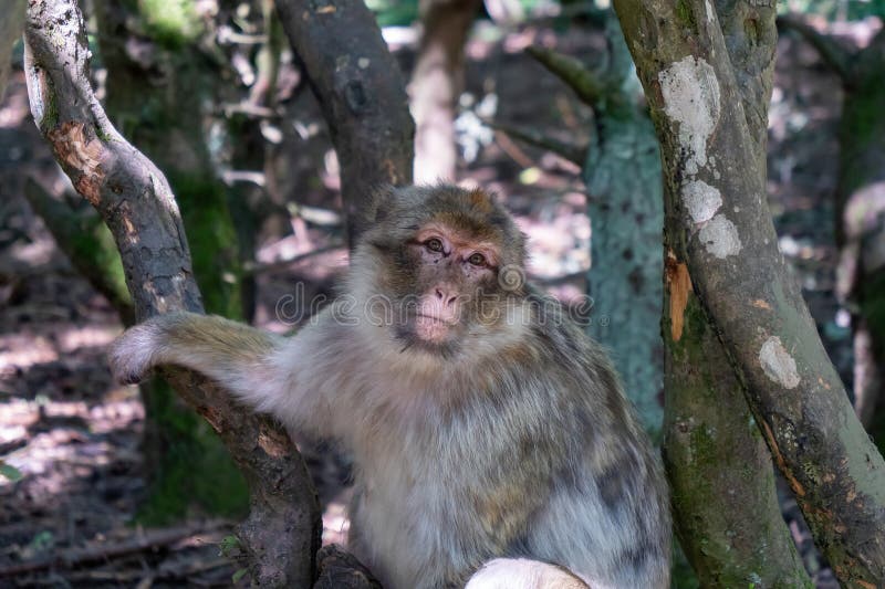 Barbary Macaque, Macaca Sylvanus, Primate Head Portrait Stock Photo ...