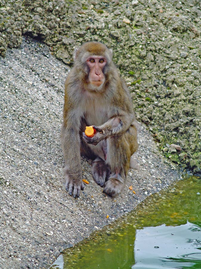 Barbary Macaque Sylvanus Eats an Orange in Zoo Stock Image - Image of ...