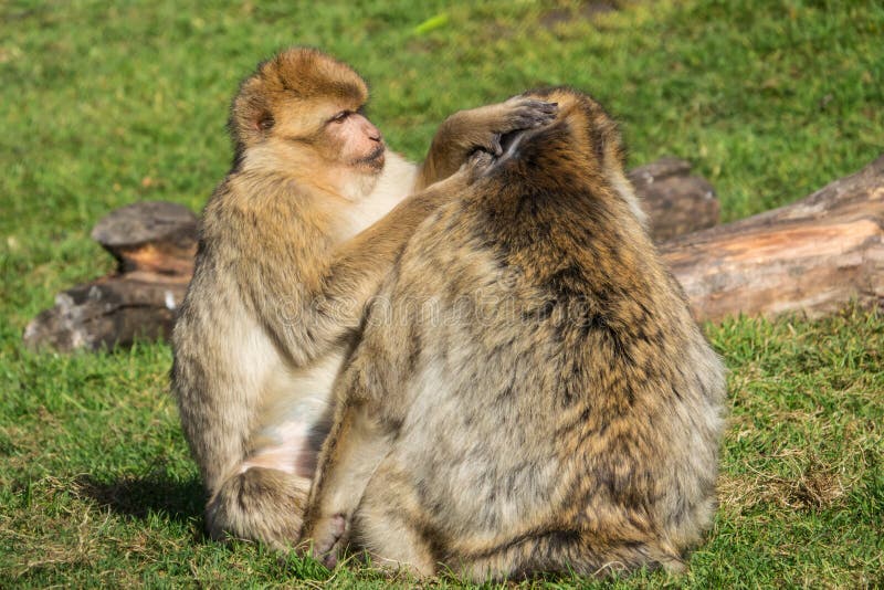 Monkey Grooming stock image. Image of bali, attention - 18593785