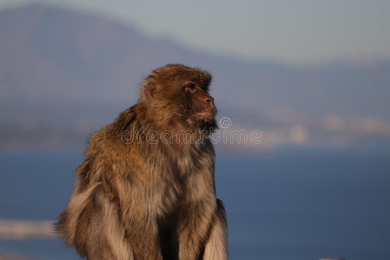 101 Monkey Pondering Photos - Free & Royalty-Free Stock Photos from ...