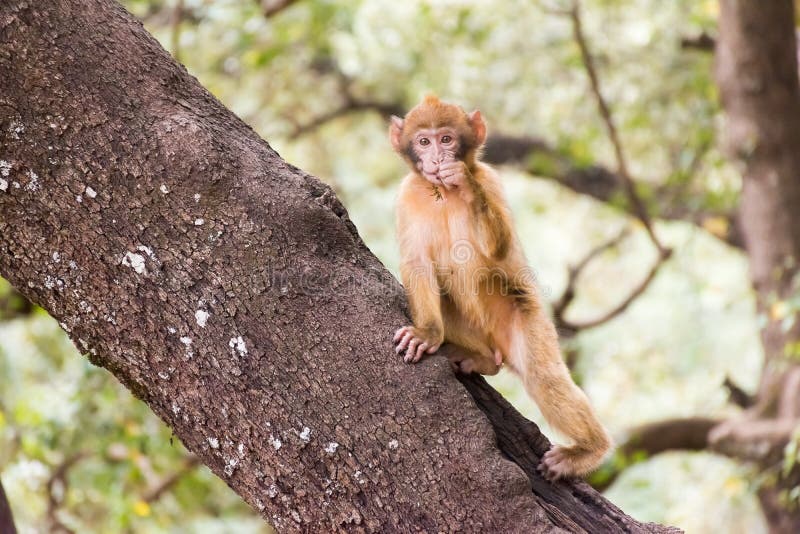 Barbary Macaque Monkey Sitting on Ground in the Cedar Forest, Azrou ...