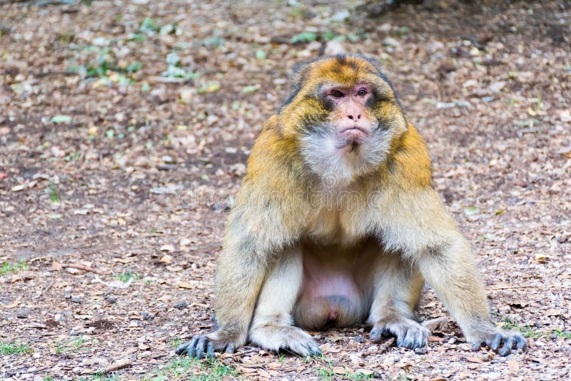 285 Moroccan Monkey Stock Photos - Free & Royalty-Free Stock Photos ...