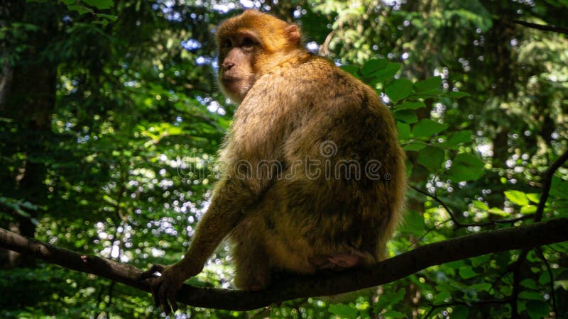 Barbary Macaque Monkey on Tree Branch Looking Back To the Camera in the ...