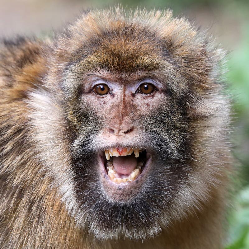 Barbary macaque stock photo. Image of sylvanus, monkey - 123379946