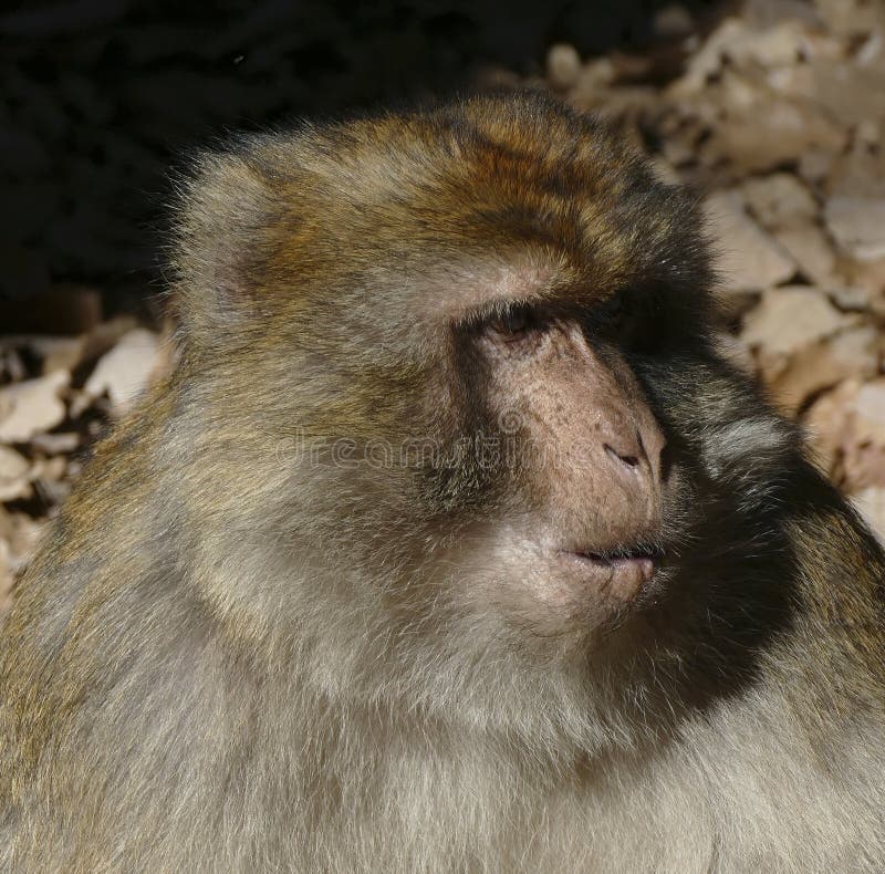 Barbary Ape Side View. Animal Monkey Stock Image - Image of macaca ...