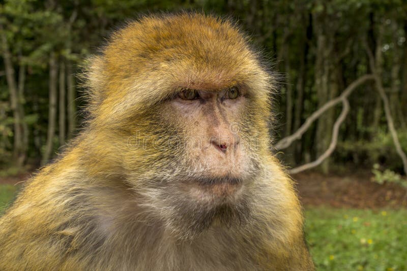 Barbary Macaque in Very Nice Colors Stock Image - Image of animal ...