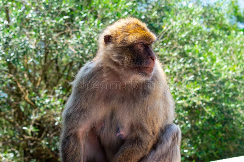 Barbary Macaques Monkey on Upper Rock in Gibraltar Natural Reserve ...