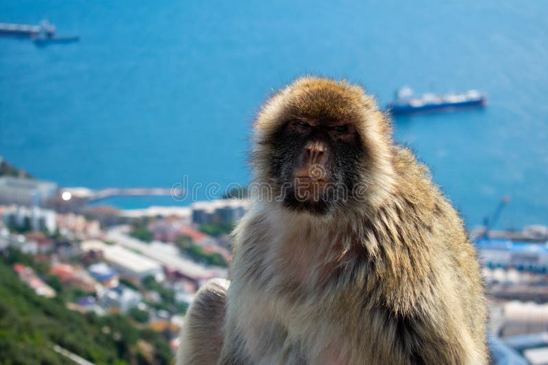 Barbary Macaques Monkey on Upper Rock in Gibraltar Natural Reserve ...