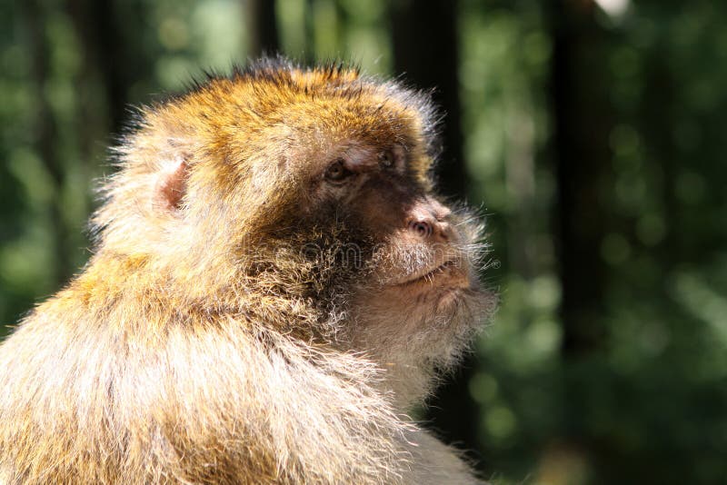Barbary Ape stock image. Image of drowsey, gnarled, chill - 15243673