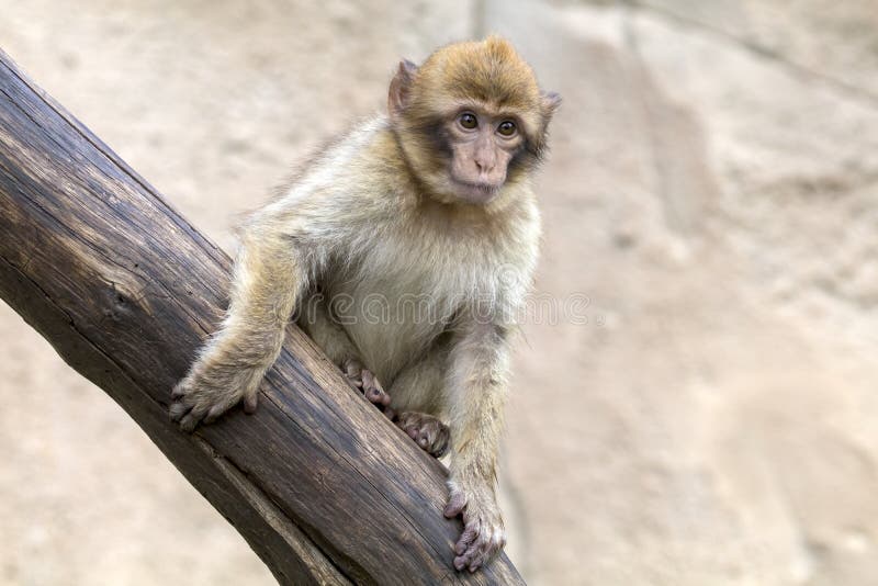 Barbary Monkey playing stock photo. Image of closeup - 13842470
