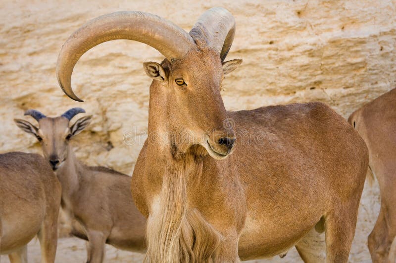 Barbary Sheep stock image. Image of mouflon, animal, africa - 10429245