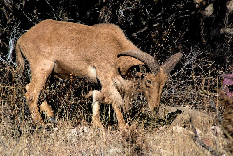 Barbary Sheep stock image. Image of herd, sport, hunting - 18372891