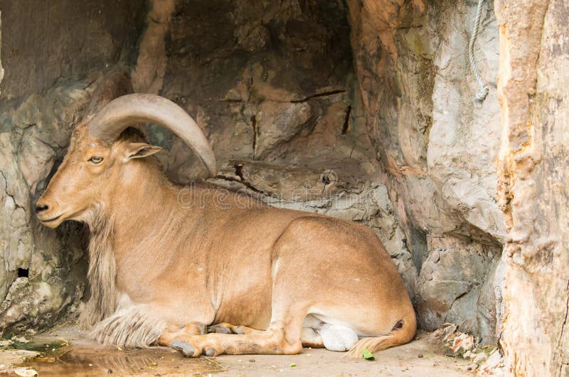 Barbary sheep stock photo. Image of fauna, beautiful - 25157268