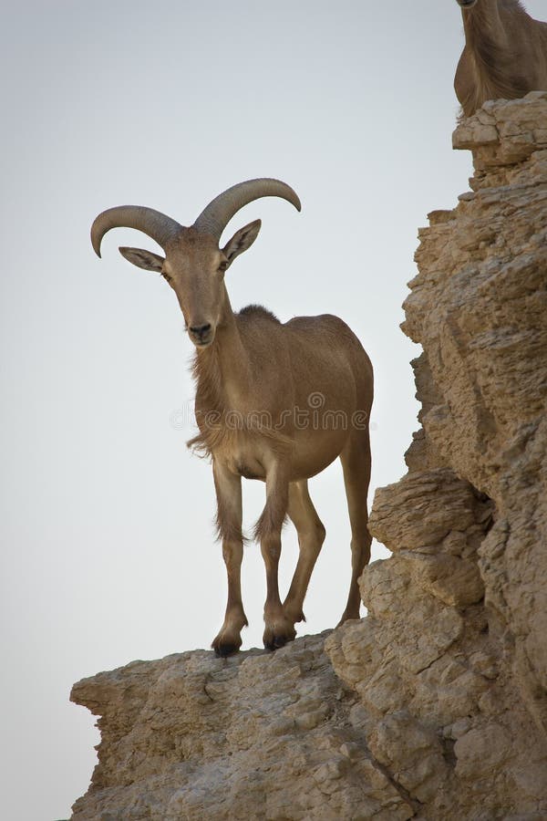 Barbary Sheep on cliff stock photo. Image of mali, nature - 10429936