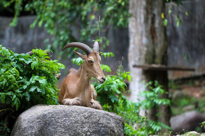The Barbary Sheep is Mammal and Hill Animal Stock Photo - Image of ...