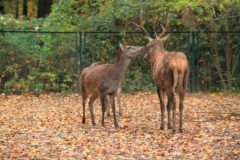 Barbary stag stock image. Image of fallen, barbarus, mammal - 35429769