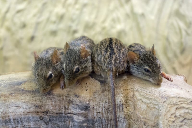 Barbary Streifte Grasmaus (Lemniscomys-barbarus) Stockbild - Bild von ...