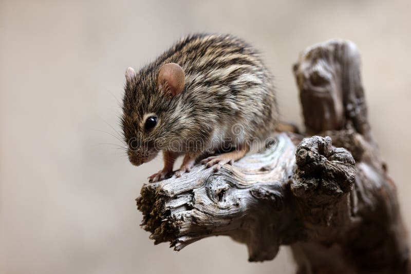 The Barbary Striped Grass Mouse (Lemniscomys Barbarus) Stock Photo ...