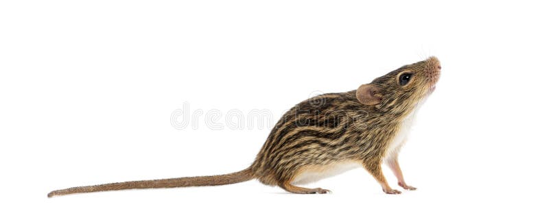 Barbary Striped Grass Mouse, Lemniscomys Barbarus, Standing and Looking ...