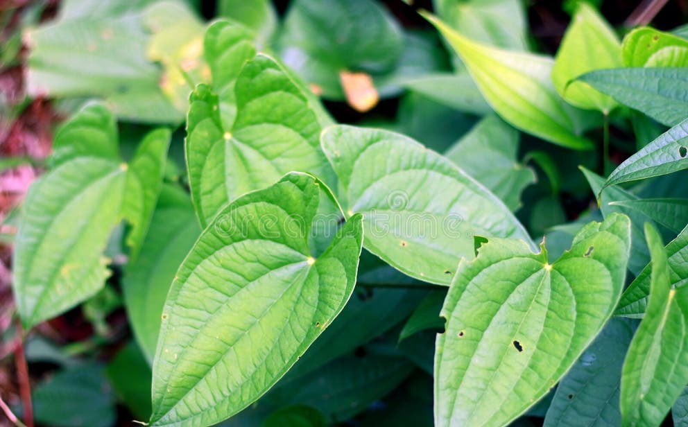 Barbasco or Dioscorea Composita Stock Image - Image of barbasco, flora ...