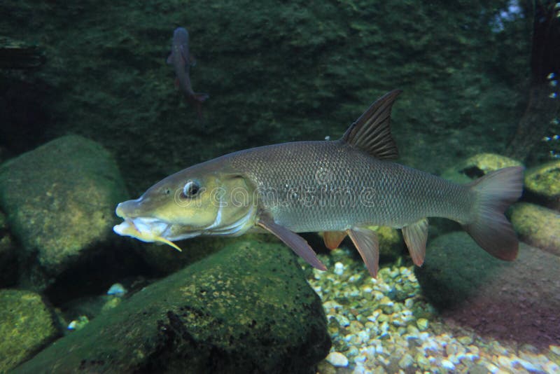 Barbeau commun image stock. Image du nature, adulte, freshwater - 41955179