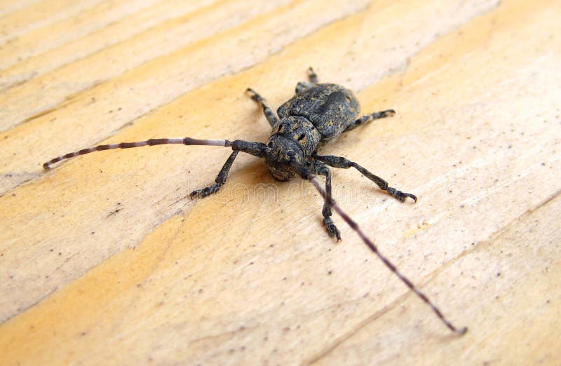 Barbeau de Zhuk photo stock. Image du coléoptère, insecte - 37236040